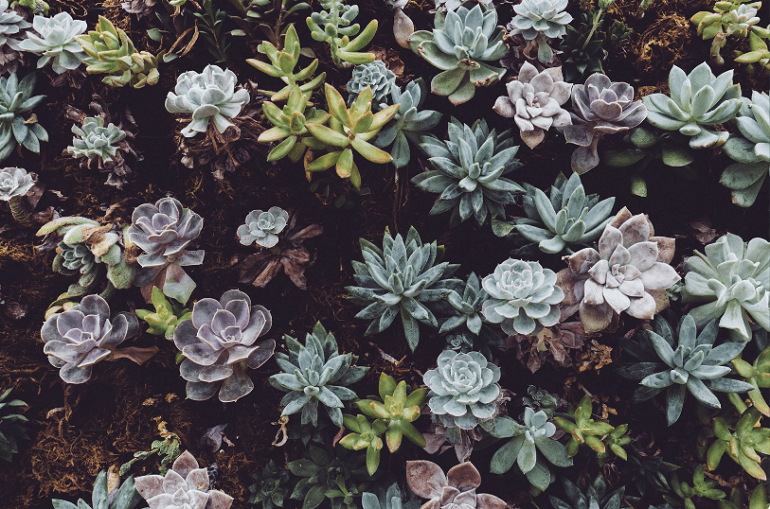 Sen đá bị sốc nhiệt: Nguyên nhân, dấu hiệu và cách phòng ngừa hiệu quả ...