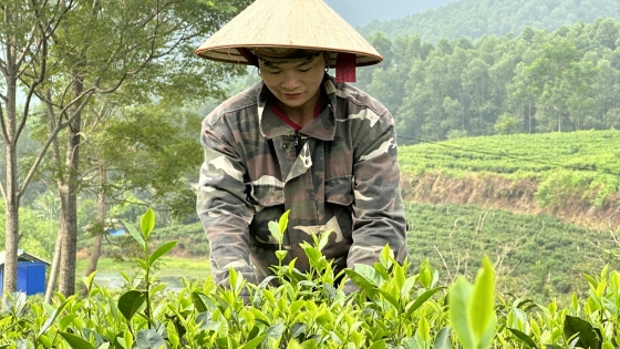 Chuyển đổi hữu cơ ở vùng chè được dãy Tam Đảo che chở - Swissfertz ...